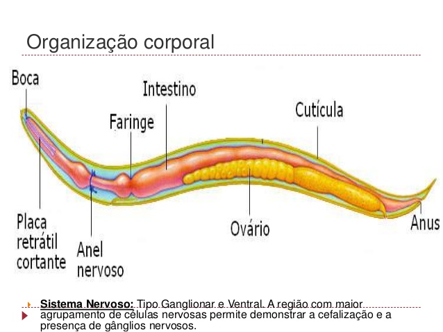 Blog de Biologia EJA: Nematelmintos