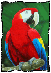 Ara Macao: La Guacamaya