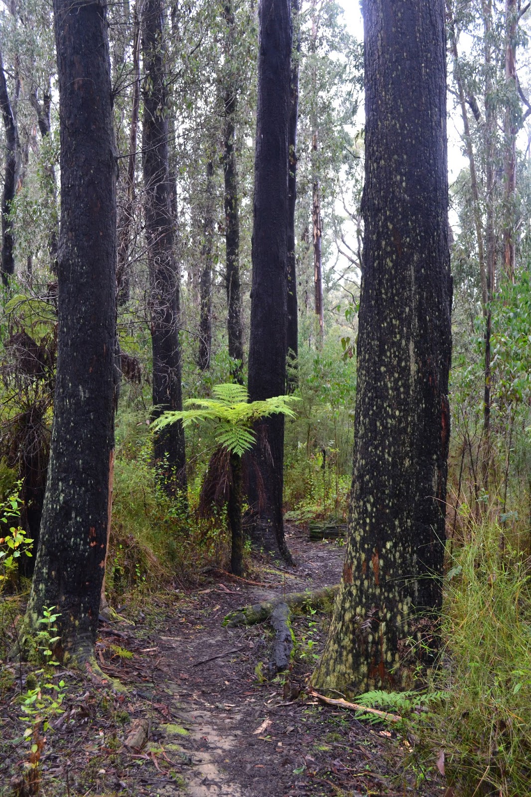 Goin' Feral One Day At A Time: Mt Everard Circuit, Kinglake National ...