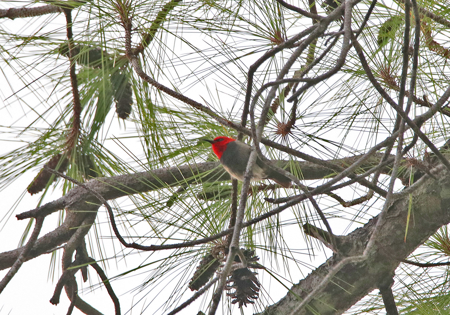 2019 Bali and The Lesser Sundas Tour Recap | Pitta Tours