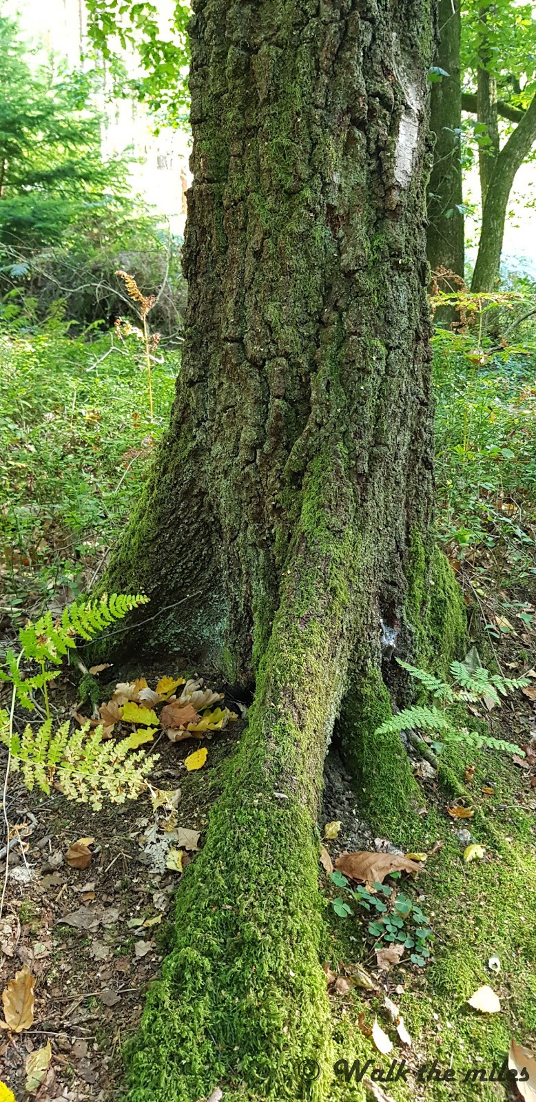 Walk the miles: Winterfold Forest