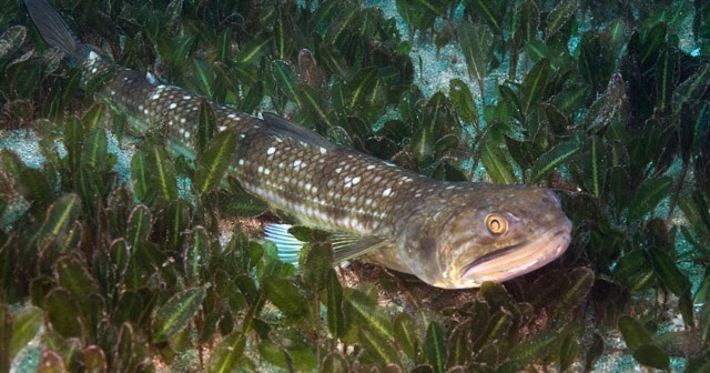 Oppdag Fisk!: Børstetannet Øglefisk/Brushtooth Lizardfish/Saurida ...