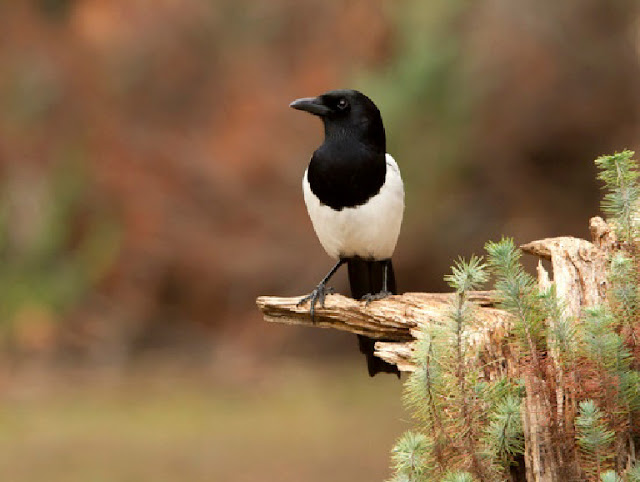 Eurasian magpie - Birdoftheworld: All About Beautiful Birds From Around ...