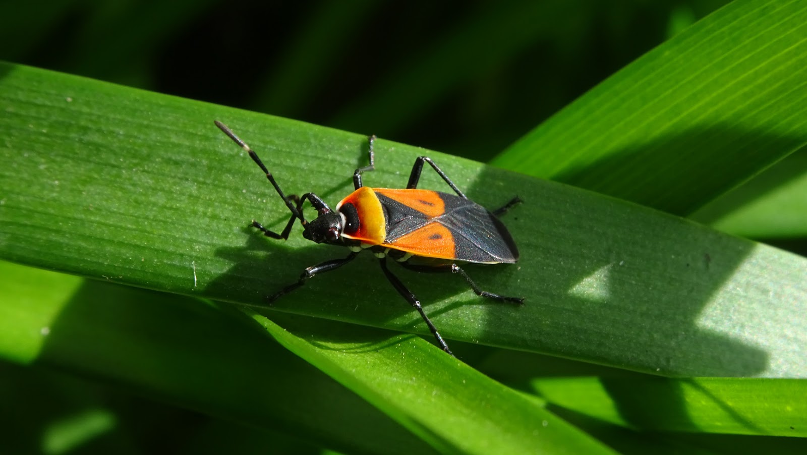 NixPixMix: HARLEQUIN BUG