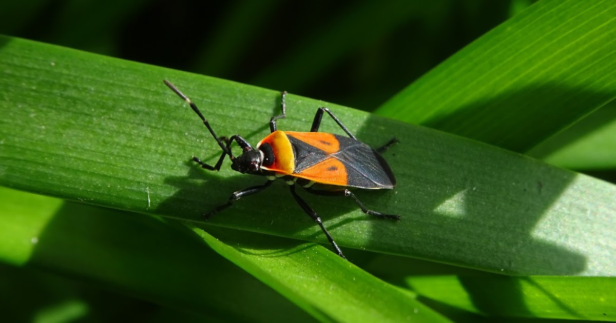 NixPixMix: HARLEQUIN BUG