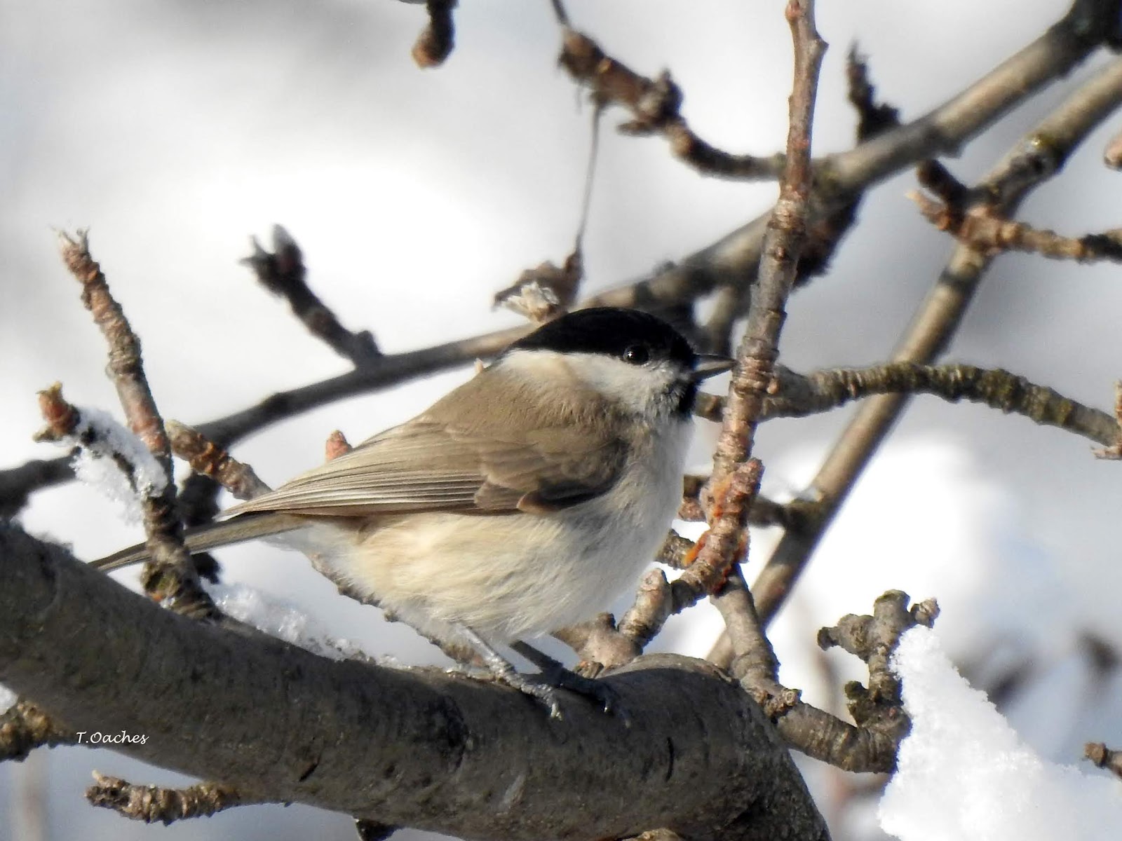 PASARI DIN ROMANIA: PITIGOI DE MUNTE, Poecile montanus