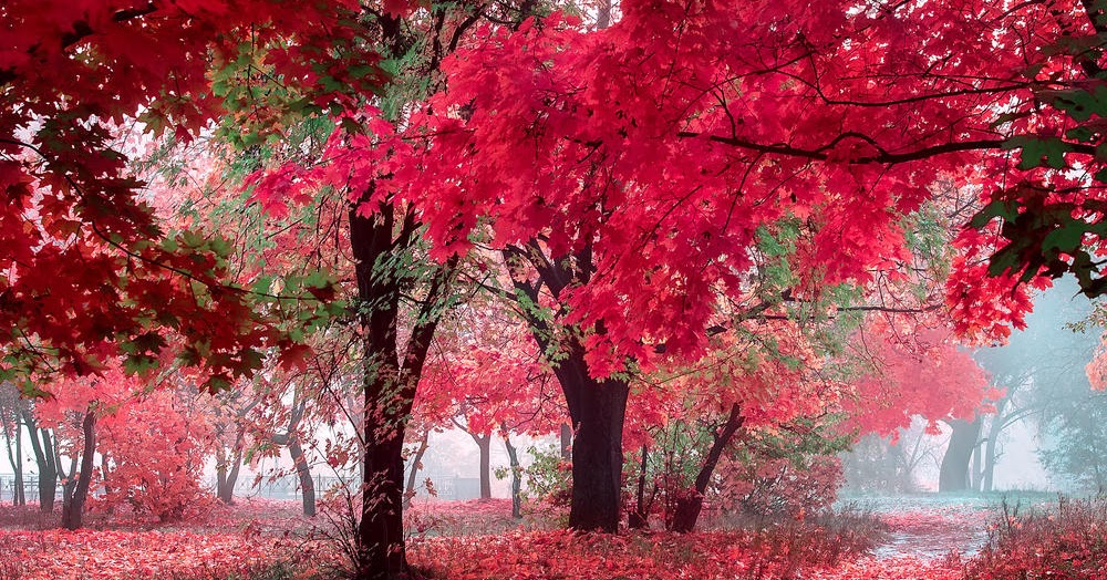 Najlepši citati o najšarenijem godišnjem dobu: Jesen je kao smešak, pun ...