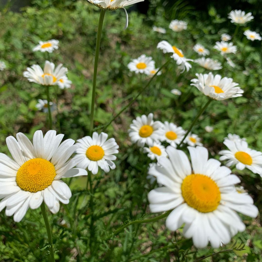 Wicked Cozy: A Daisy A Day