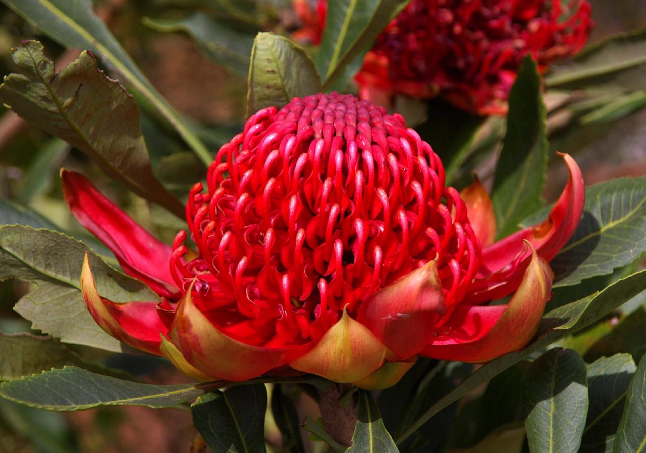A la salud por las flores: Esencia floral de WARATAH