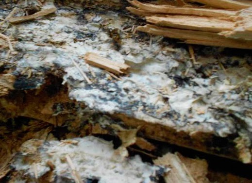 Specialized Outsource Solutions Blog News, Updates, and Tips: IS YOUR ...