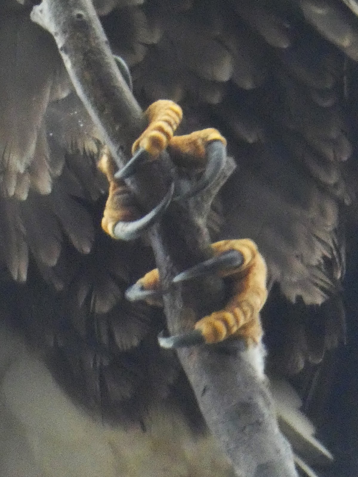 Geotripper's California Birds: Avian Dinosaurs: Bald Eagles at the ...