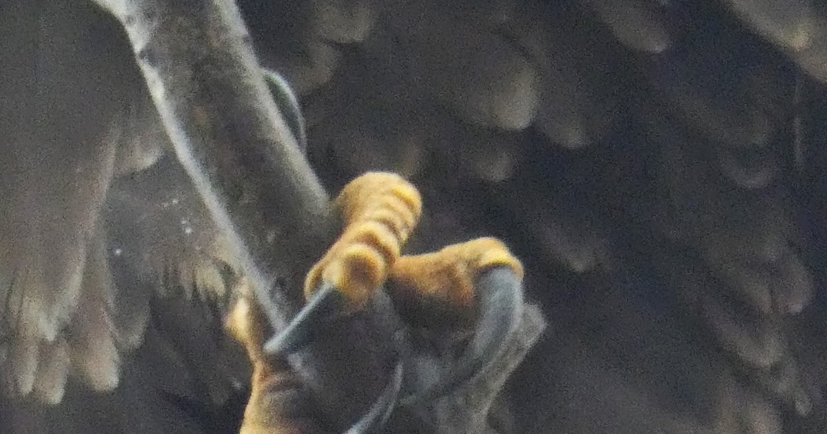 Geotripper's California Birds: Avian Dinosaurs: Bald Eagles at the ...