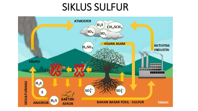 DAUR BIOGEOKIMIA - DAUR SULFUR (BELERANG) - LIFE IS A GIFT