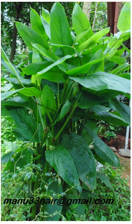 papanasini: KOOVA (കൂവ) ( ARROW ROOT )