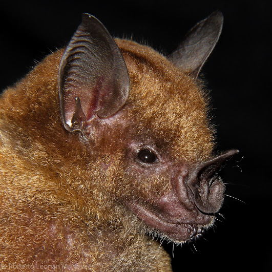 Morcegos do Brasil: Phyllostomus hastatus