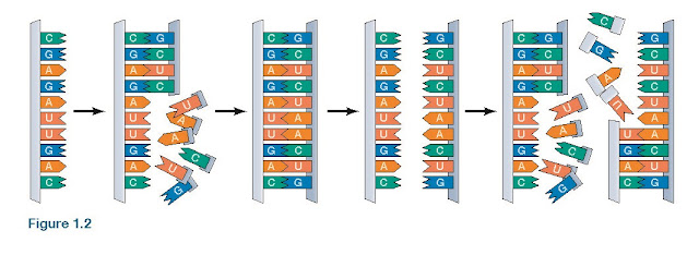 HOW DID THE FIRST CELL ARISE? - pediagenosis
