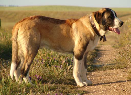 Alentejo - one of the most beautiful regions of Portugal: Rafeiro ...