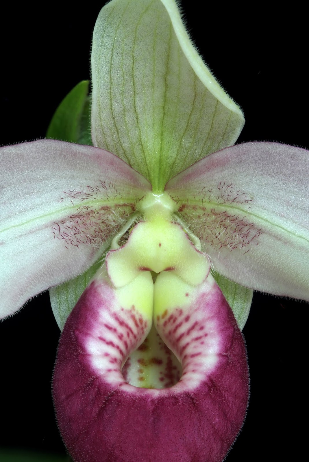 Orchids in Bloom: Phragmipedium Cardinale 'Birchwood'