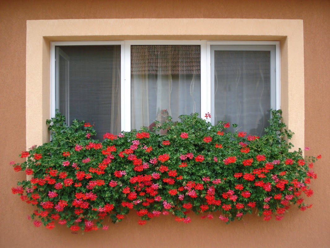 GRAFOR - FLORI SI PEISAGISTICA: MUSCATELE CURGATOARE - Pelargonium Peltatum