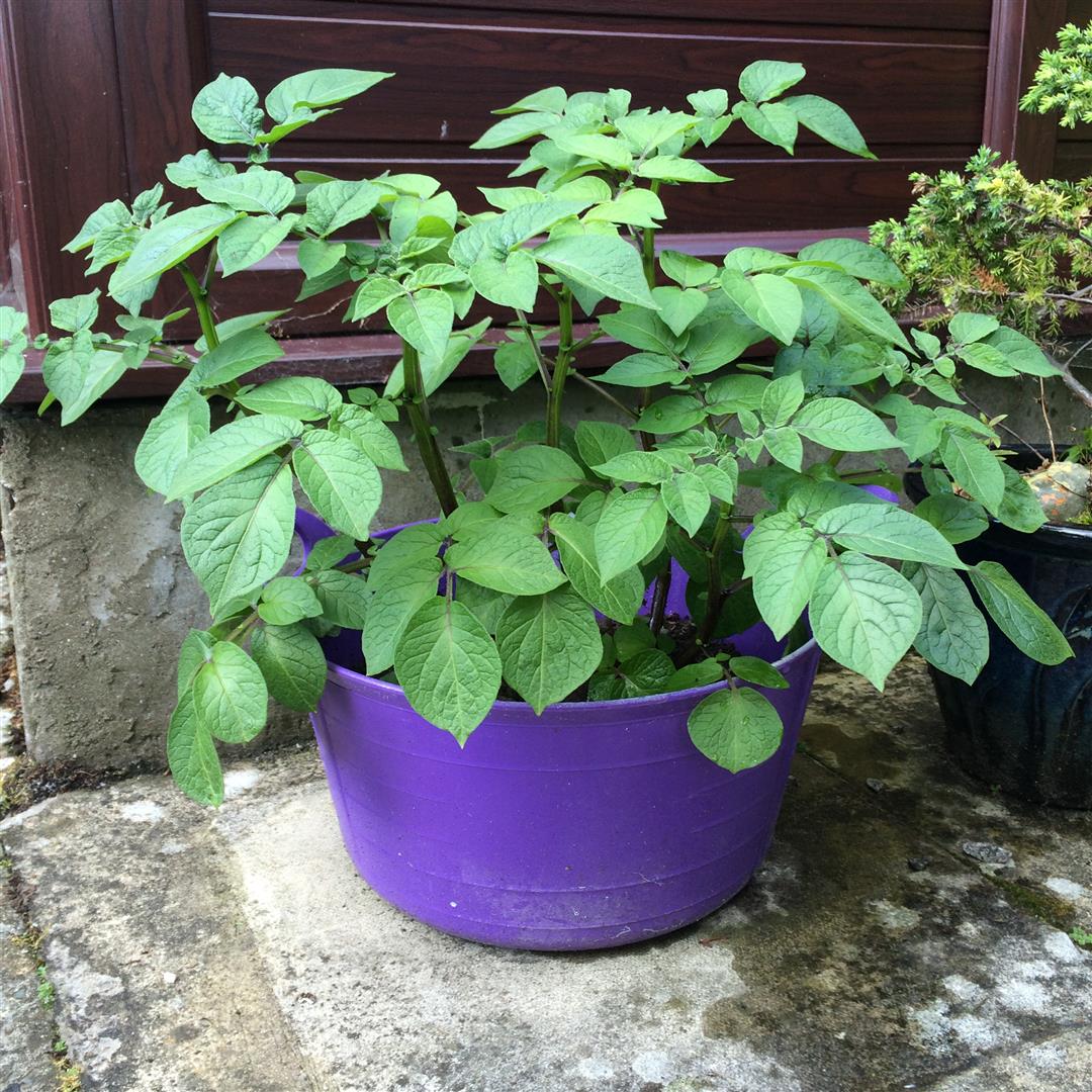 Purple Potato Plant