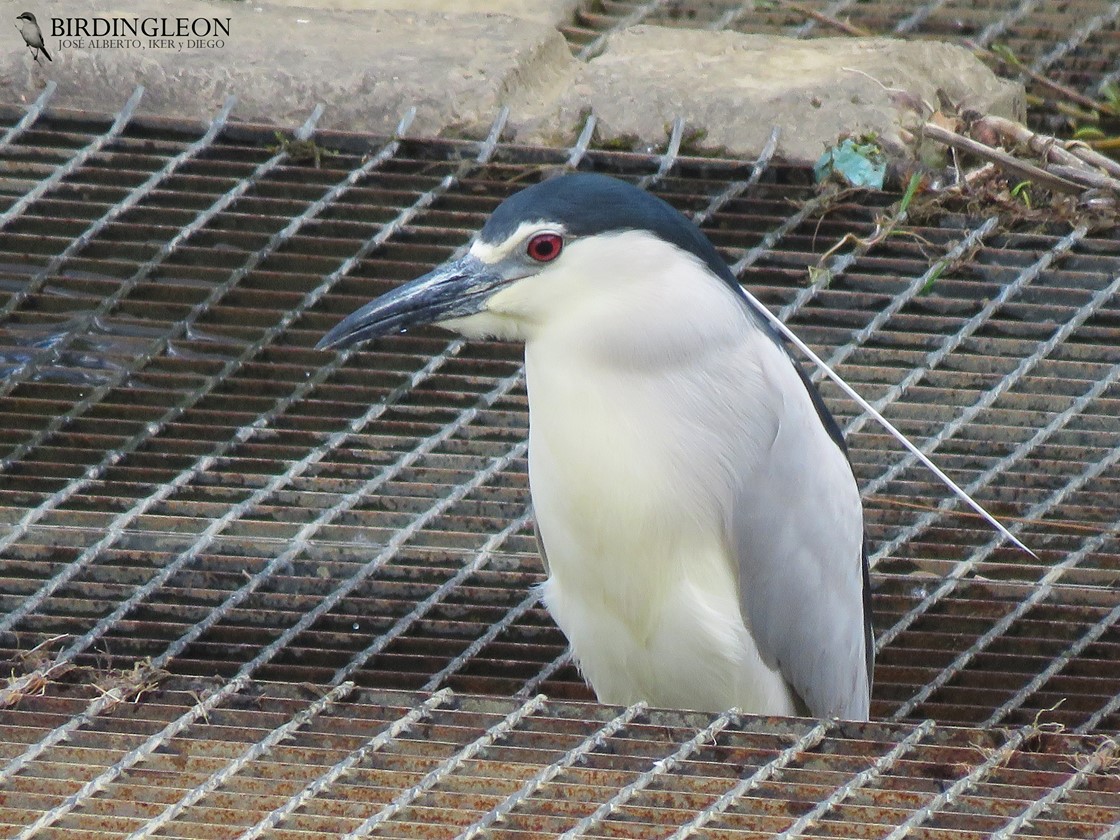 BIRDINGLEON: ¡MARTINETE COMÚN, el Cuervo de la noche!