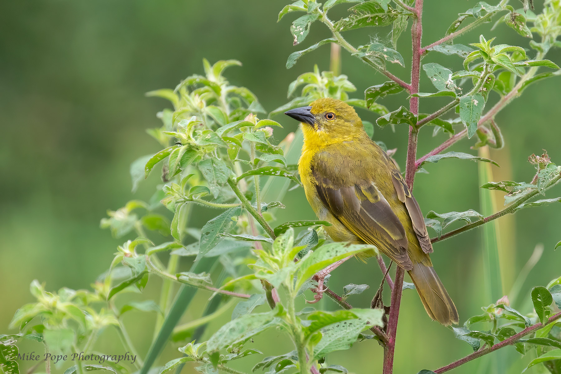 Birding | Photography | Adventure: A stroll around the golf course