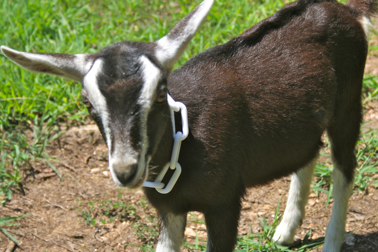 A Tiny Homestead: Wordless Wednesday - Baby Goats & Their New Momma