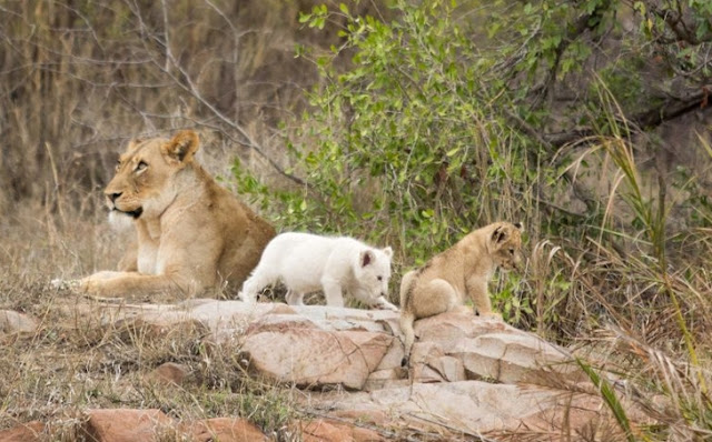 White Wolf : Rare leucistic white lion cub spotted in the wild