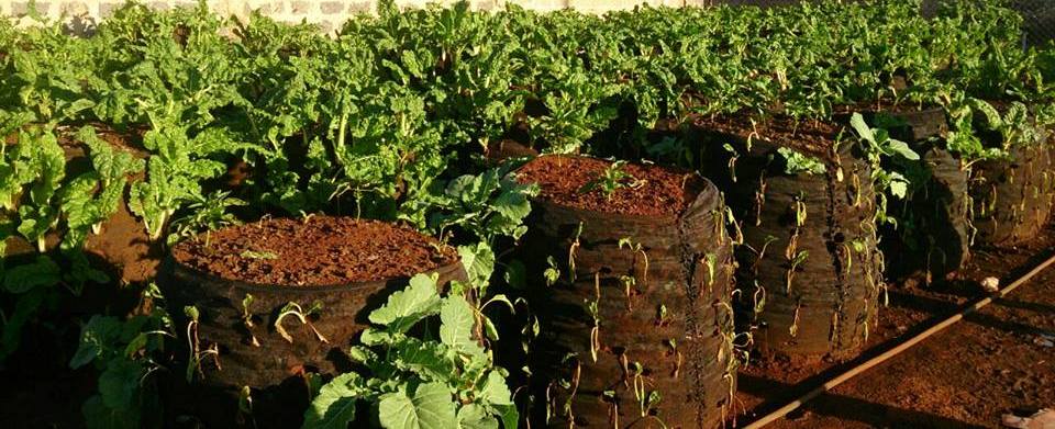 Multi-storey Vegetable Garden technology in Kenya ~ Agro-Environment ...
