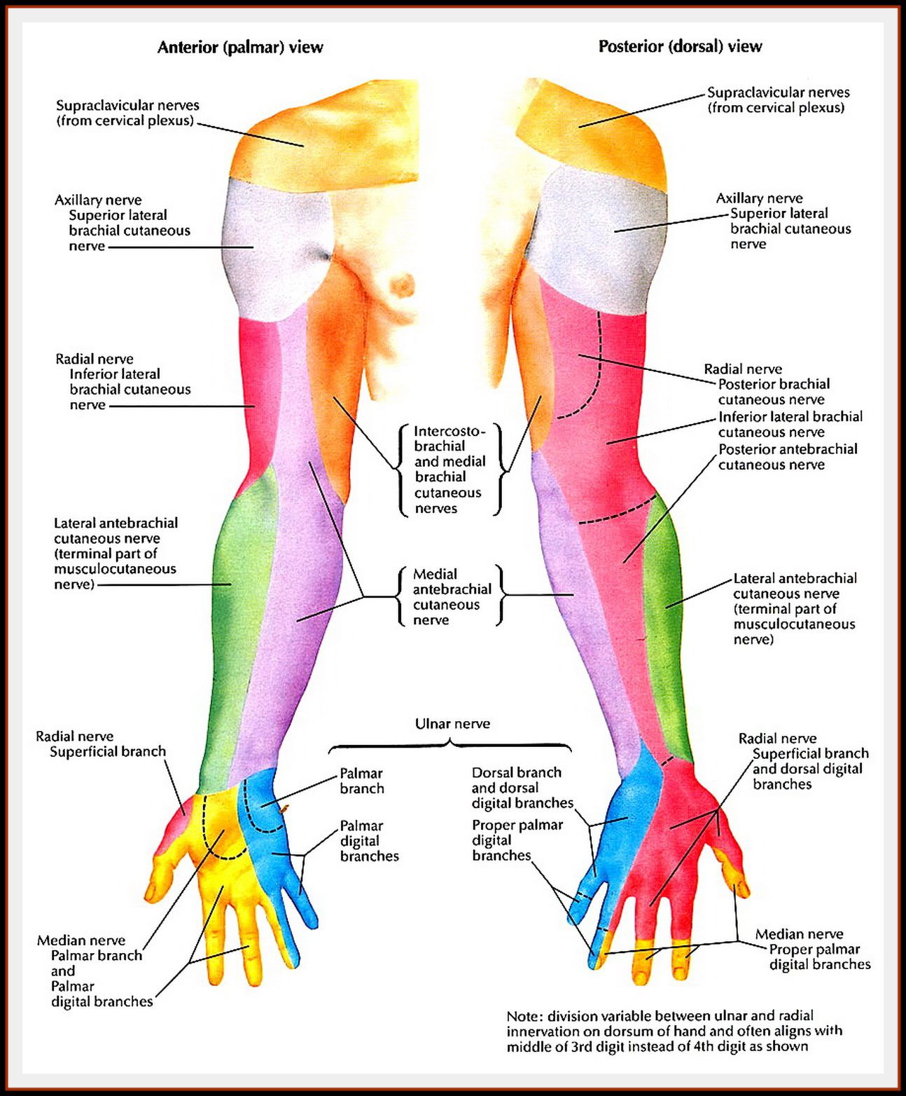 truthlady3: Dermatomes Dermal Segmentation