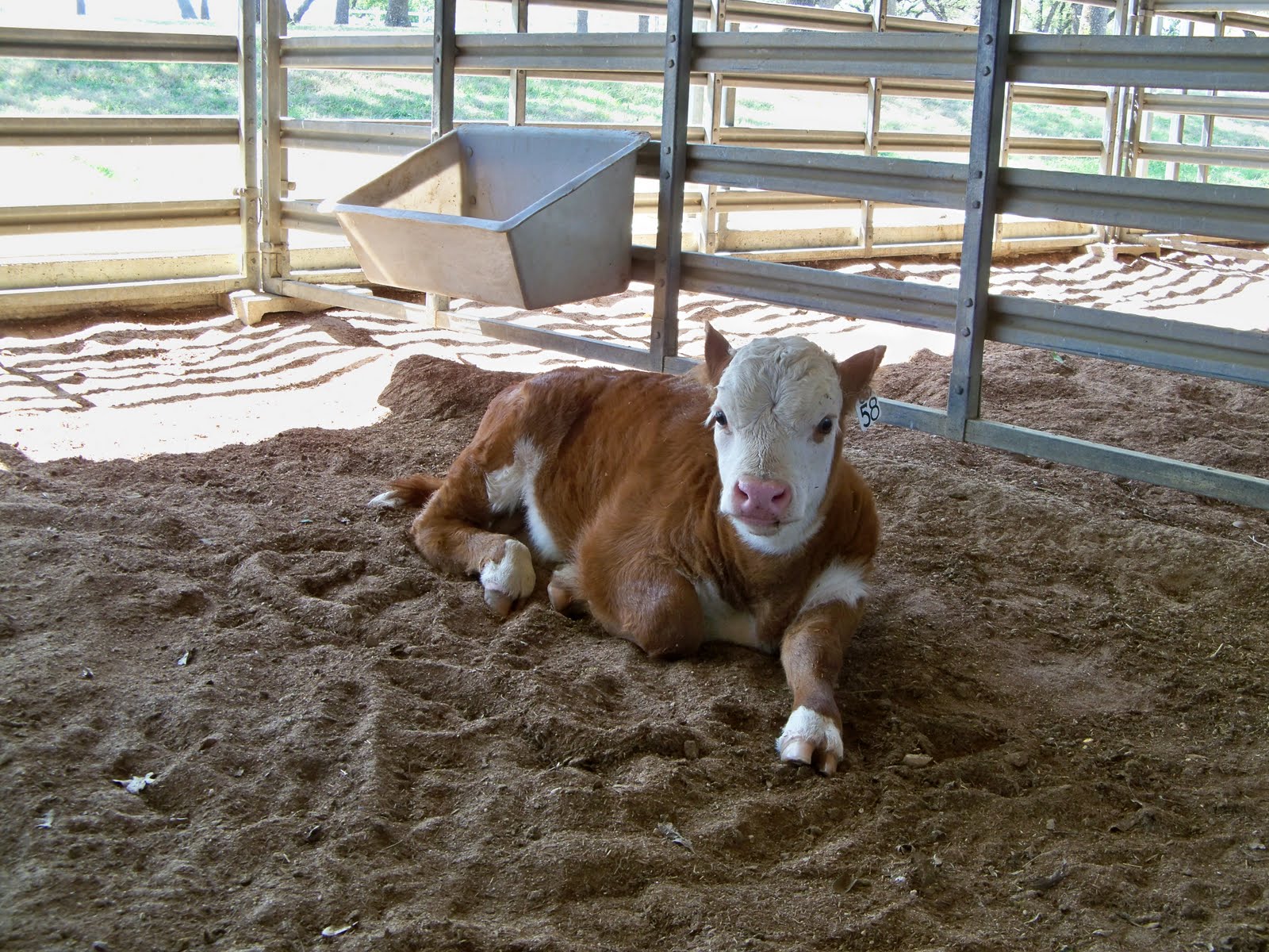 Backroads with Barb and Bill: LBJ Ranch, Stonewall, TX April 6, 2011