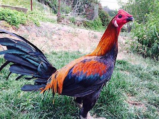 Smart Cowboy : ไก่ชนเปรู - Peruvian Gamefowl