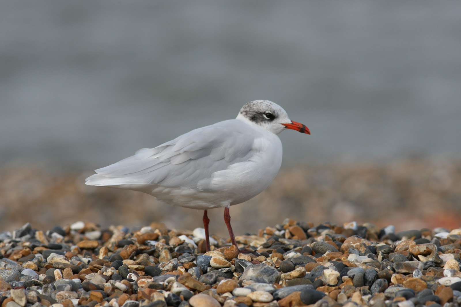 vaping mothman: RETURNING BIRD