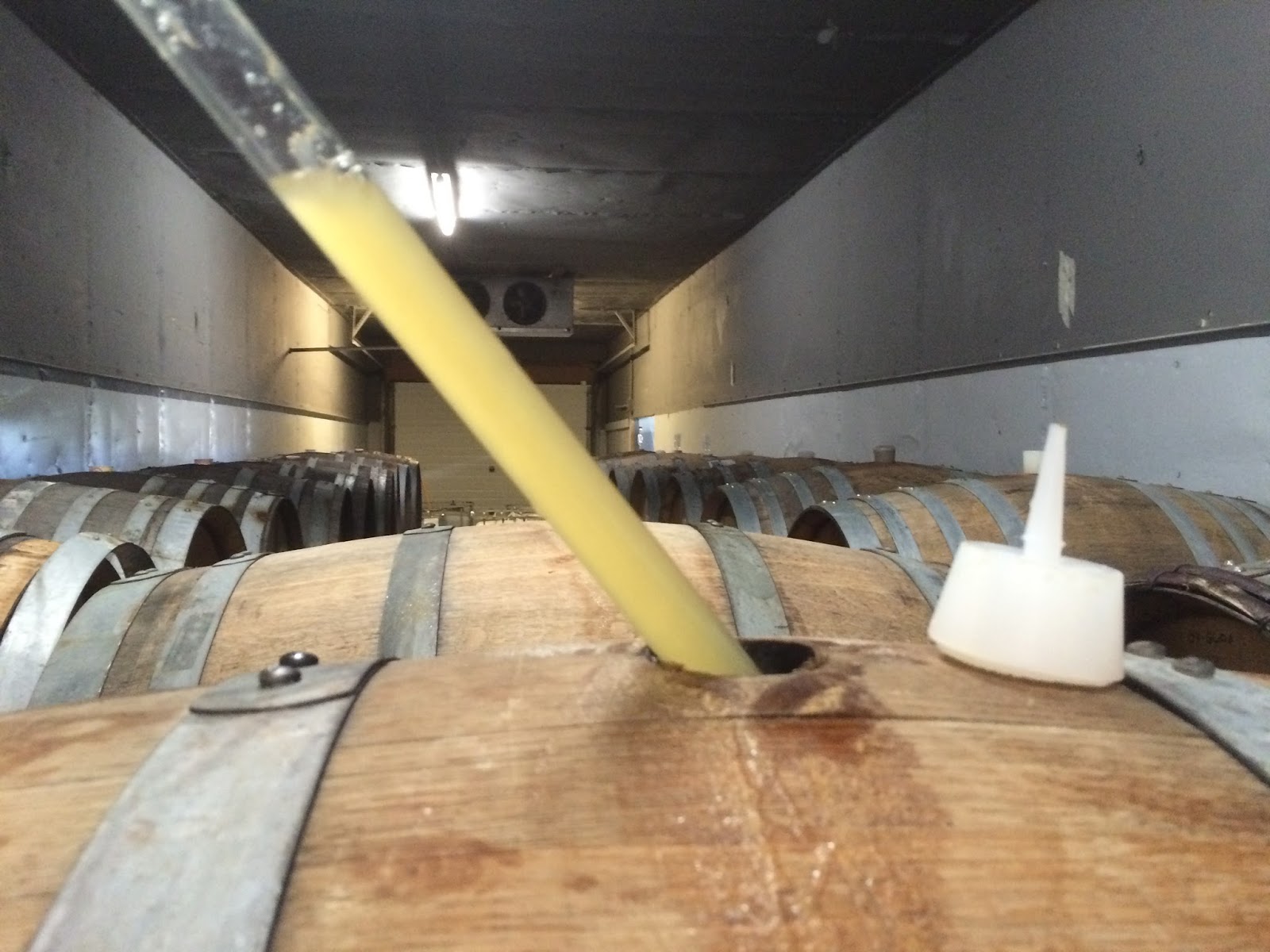 élevage: Pressing white grapes