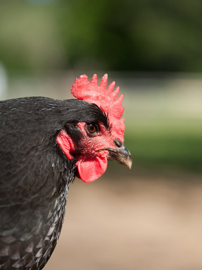 Rooster Comb Extract