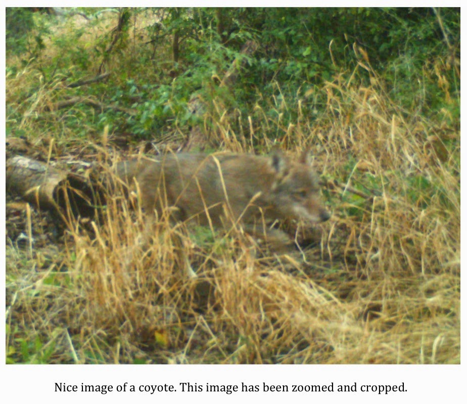 Texas Cryptid Hunter: 2014