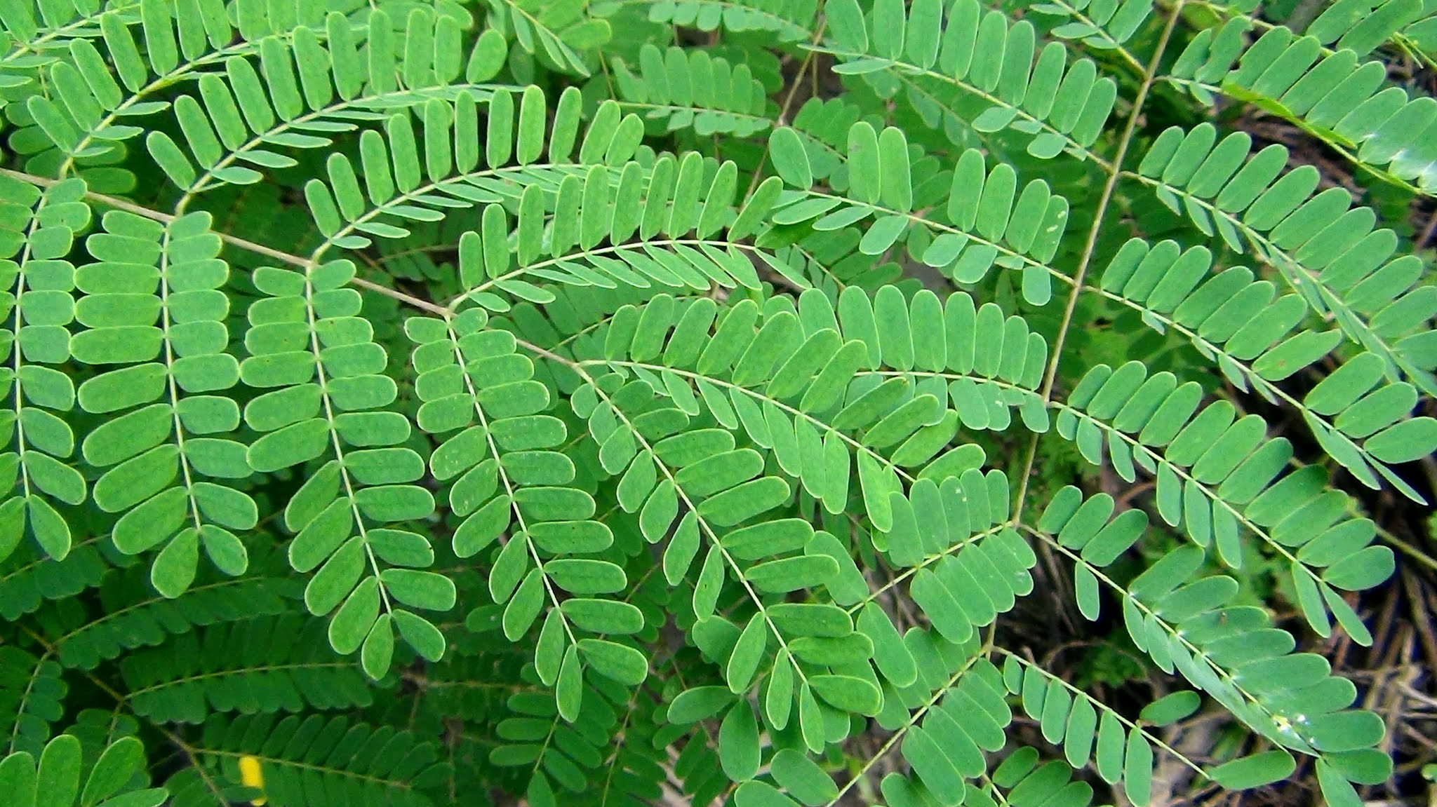 Kuchai or Konoklota, Caesalpinia enneaphylla