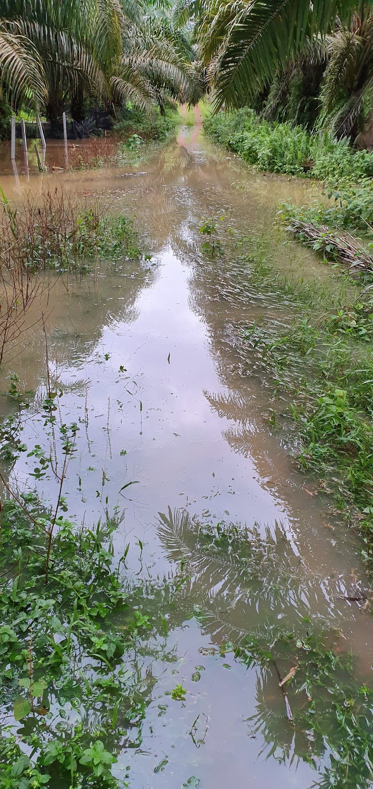 Warisan Petani: Padang Ragut Banjir