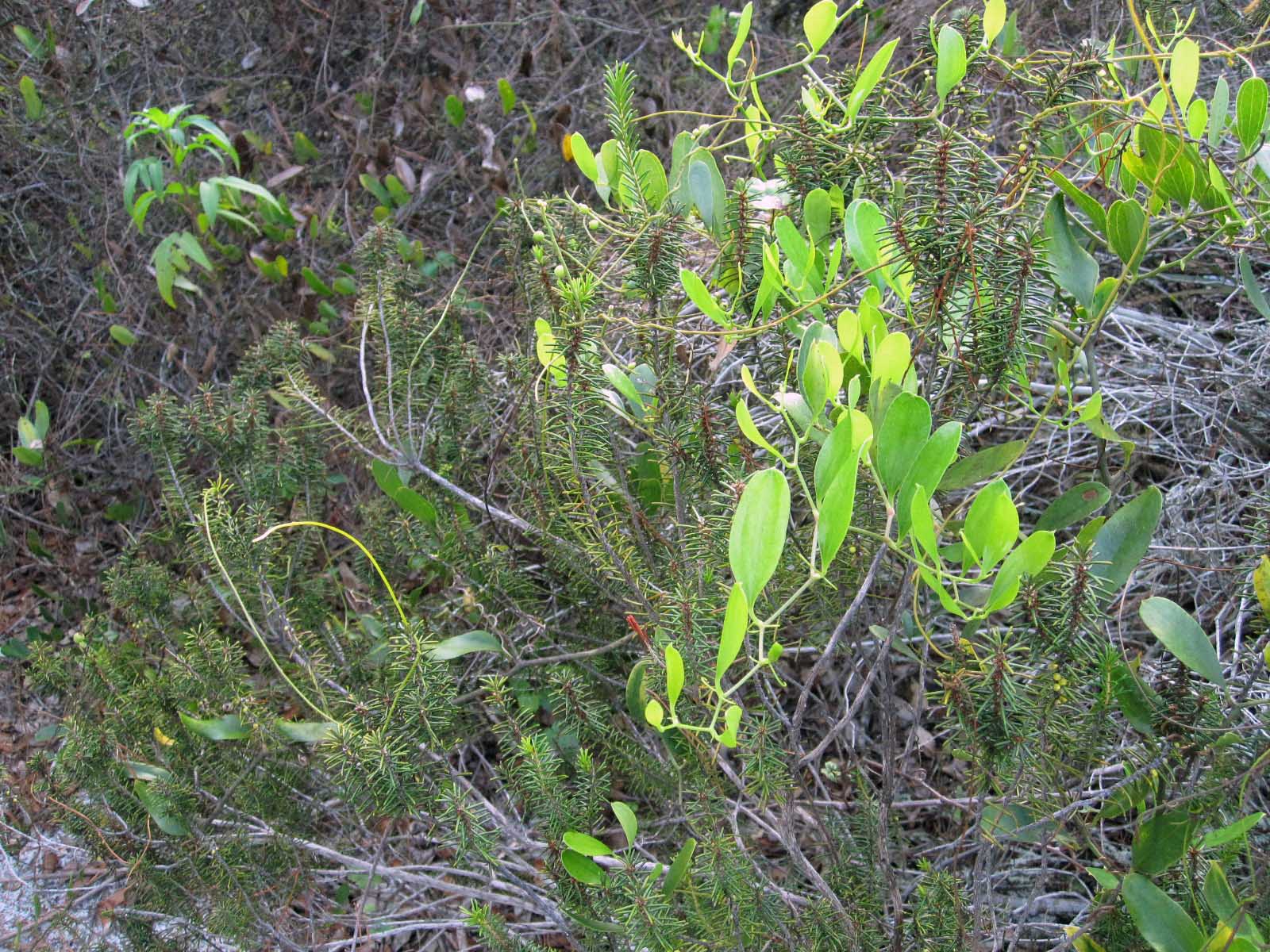 Gardening South Florida Style: Native Florida Sand Pine Scrub Land