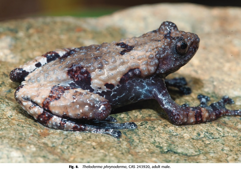 Species New to Science: [Herpetology • 2015] Rediscovery and ...