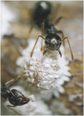 BP3K MASAMBA KAB. LUWU UTARA: SEMUT HITAM (Dolichoderus bituberdulatus ...