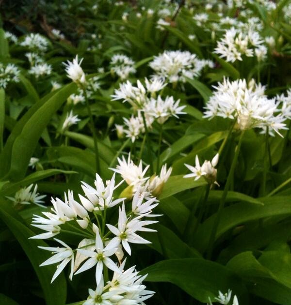 The Irish Food Guide by Zack Gallagher. News about Food and Food ...