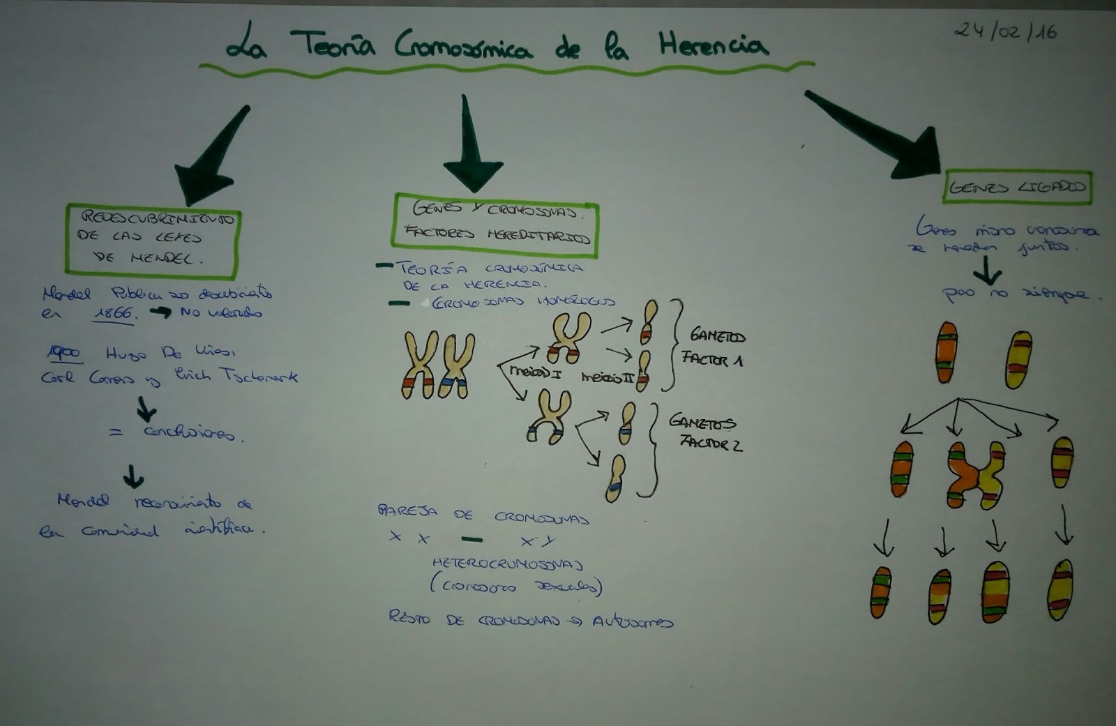Biologia: Teoría Cromosómica de La Herencia