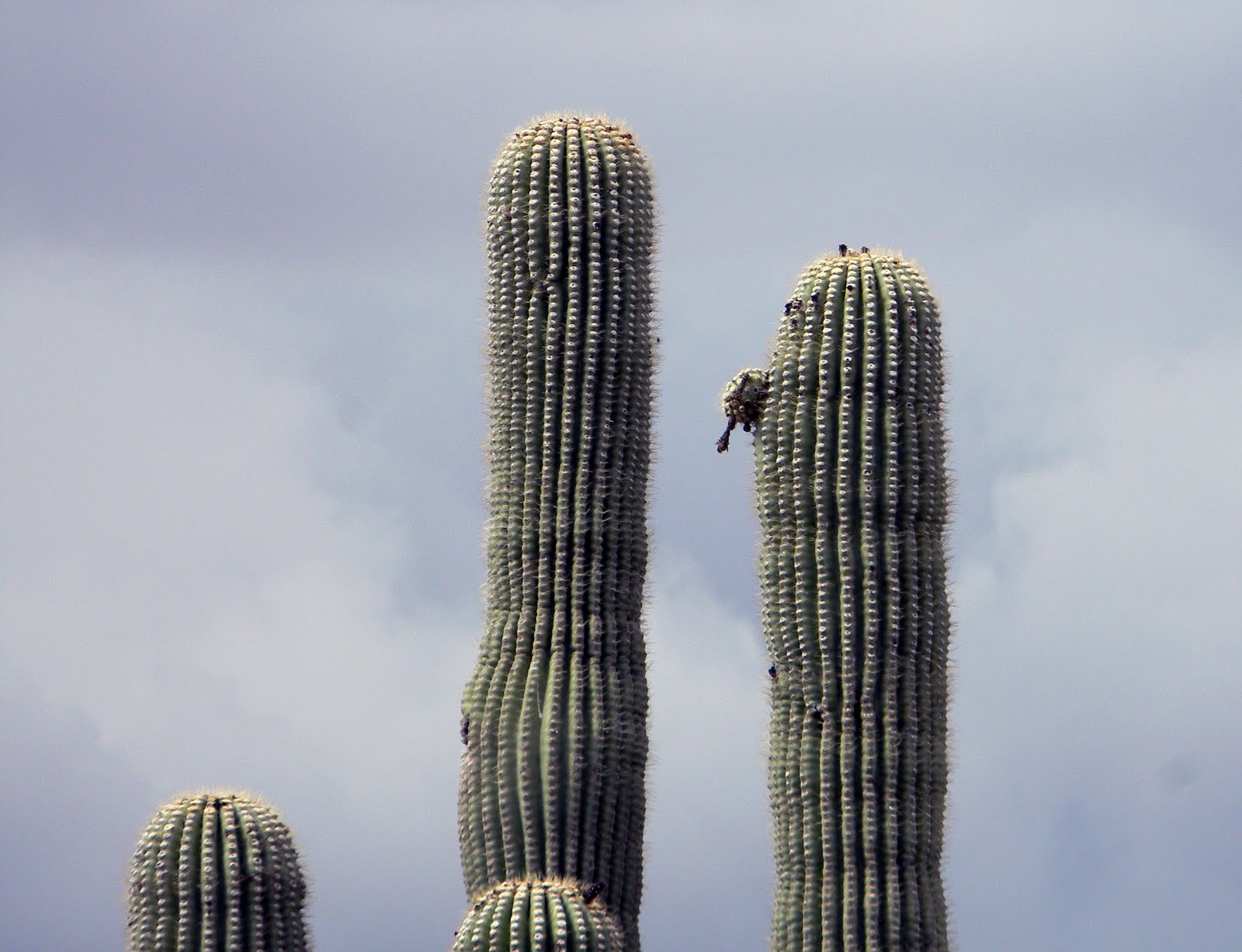 The Lone Cactus