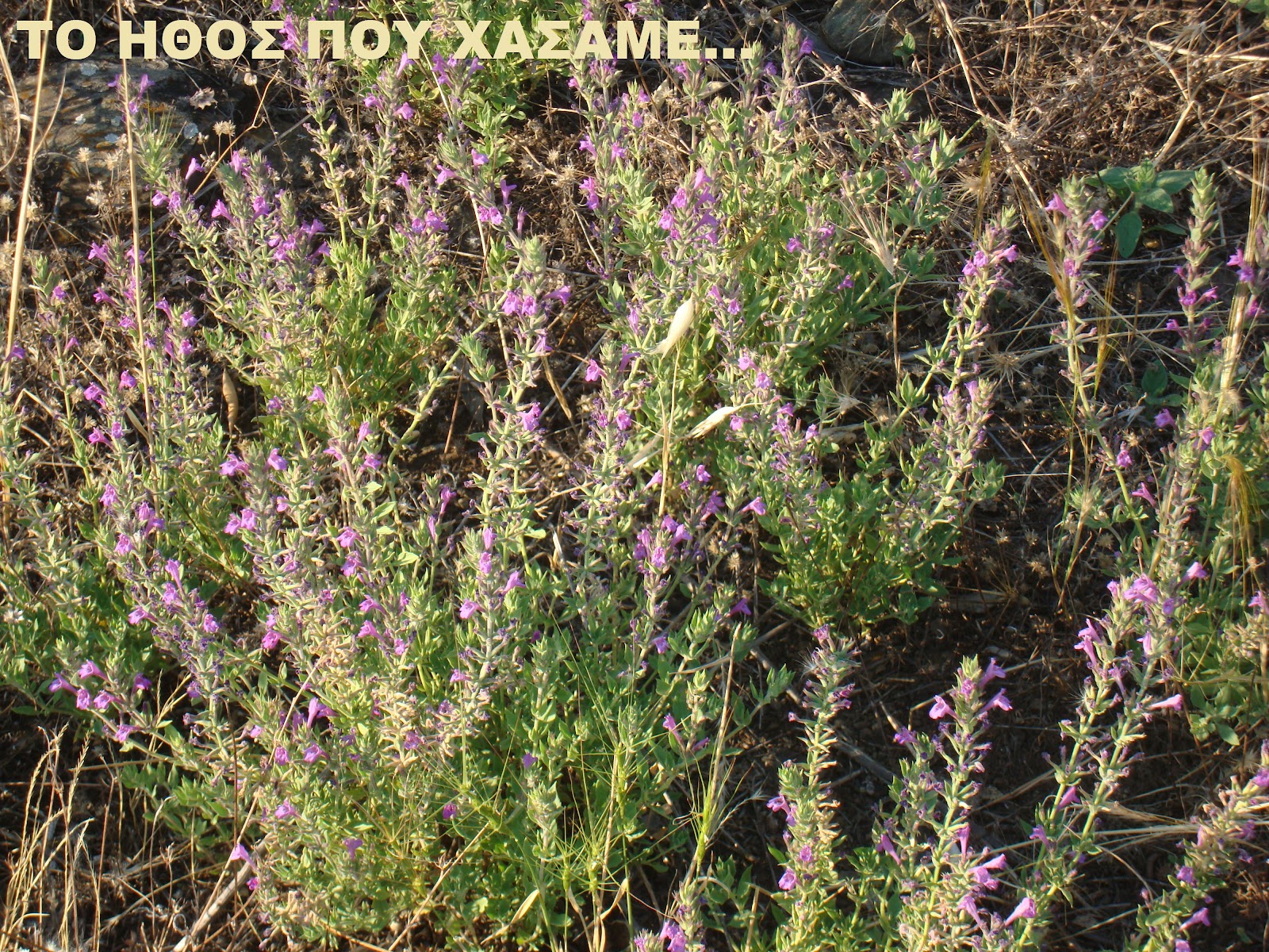 TΟ ΗΘΟΣ ΠΟΥ ΧΑΣΑΜΕ...: Βραστάρια...