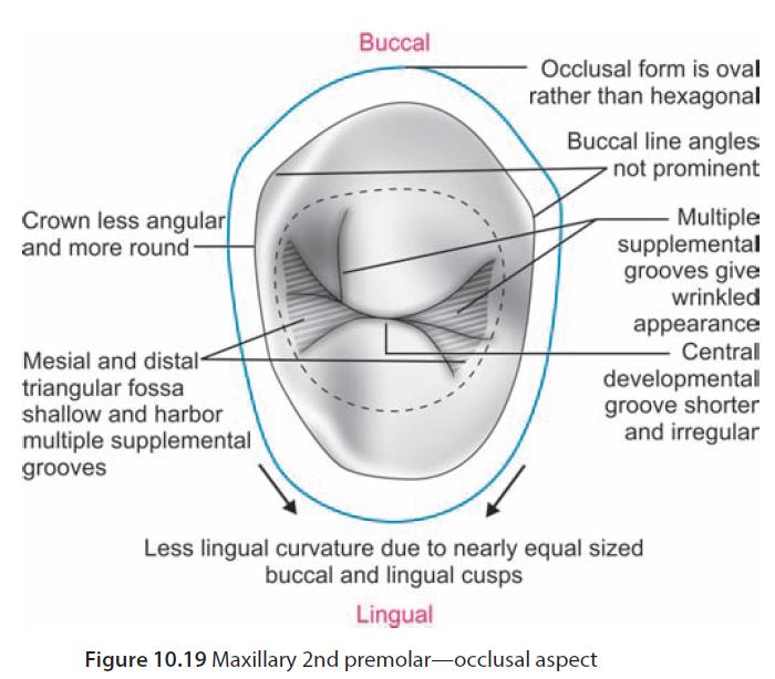 maxillary second premolar l tooth crown & root morphology revision for ...