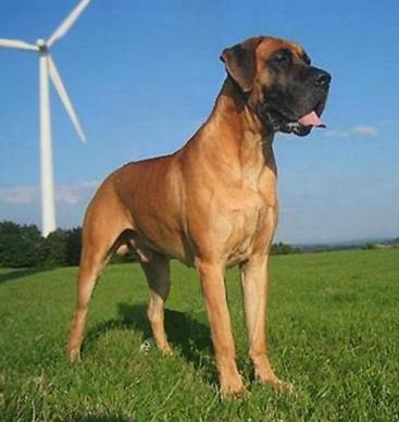 Razas de perros: Gran Danés