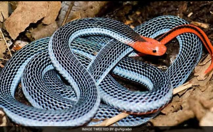 How to identify poisonous snake?