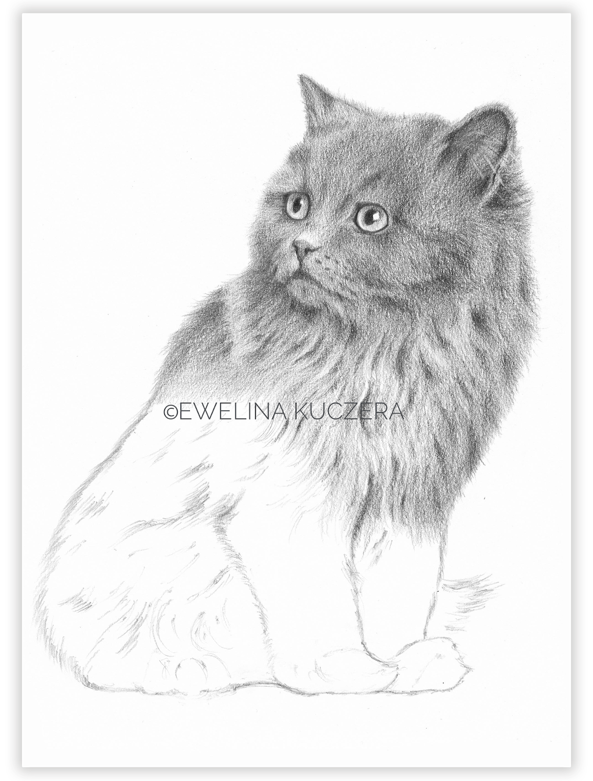 How to draw a cat with graphite pencils - step by step tutorial ...
