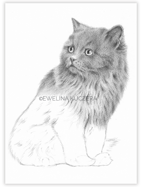 How to draw a cat with graphite pencils - step by step tutorial ...